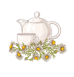 Chamomile tea Royalty Free Vector Image - VectorStock