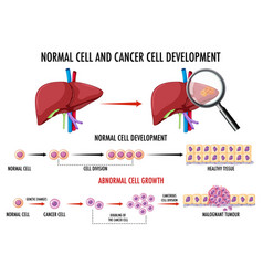 Diagram showing normal cell development Royalty Free Vector