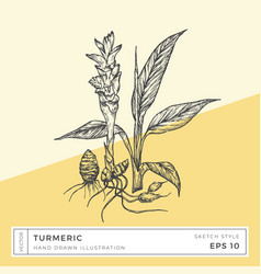 Turmeric Vector Images (over 2,400)