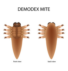 Reproduction mite demodex larva adult Royalty Free Vector