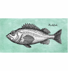 Silhouette of rockfish Royalty Free Vector Image