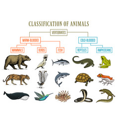 Classification animals reptiles amphibians Vector Image