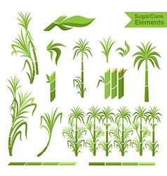 Plant of sugar cane Royalty Free Vector Image - VectorStock