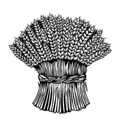 Sheaf of wheat in engraving style design element Vector Image