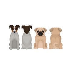 Set of dogs of different breeds front and back Vector Image