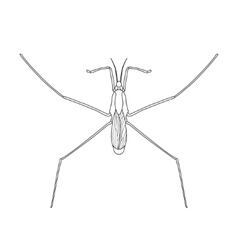 Water Bug Vector Images (over 3,100)