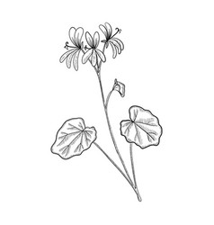 Geranium Hand Drawing Vector Images (over 120)