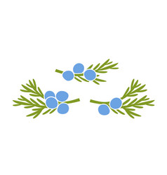 Juniper branch with berries Royalty Free Vector Image