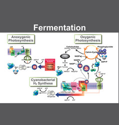 Fermentation process Royalty Free Vector Image