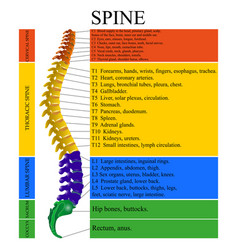 Spine sections and segments of the vertebrae Vector Image