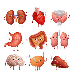 Cartoon of Human Internal Pancreas Anatomy Vector Image