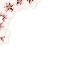 Abstract border made in sakura flowers blossom Vector Image