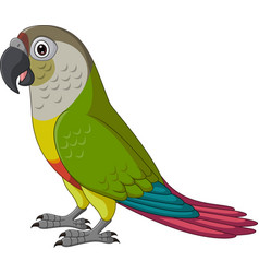 Cartoon caique parrot on white background Vector Image