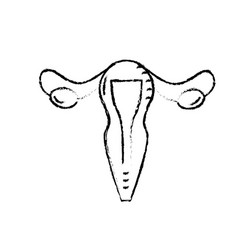 Fallopian tubes with uterus to human anatomy Vector Image