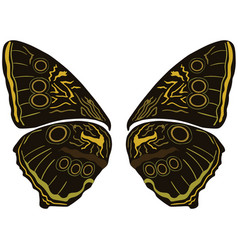 Free Moth Vector Images (73)
