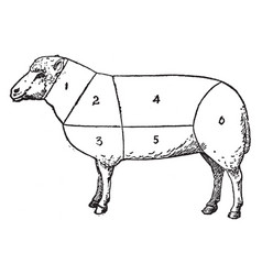 Mutton Vector Images (over 1,000)
