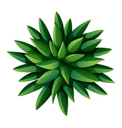 A landscaping green plant Royalty Free Vector Image