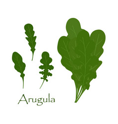 Fresh arugula set isolated on white Royalty Free Vector