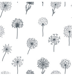 Dandelion old plant with seeds monochrome Vector Image