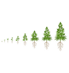 Tree grow plant growth from seed to sapling Vector Image