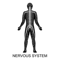 ANATOMY OF THE NERVOUS SYSTEM Royalty Free Vector Image