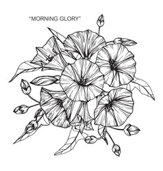 Morning glory september month flower line art Vector Image