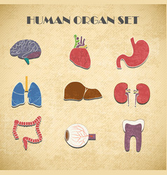 Human internal organs template Royalty Free Vector Image