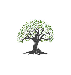 Old olive tree Royalty Free Vector Image - VectorStock