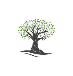 Old olive tree Royalty Free Vector Image - VectorStock
