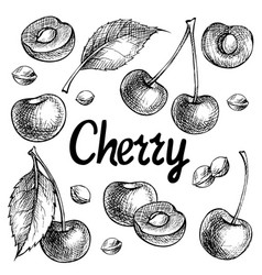 Cherry drawing isolated hand drawn two Royalty Free Vector