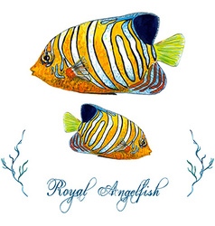 Seahorse Royalty Free Vector Image - VectorStock