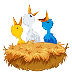 Three baby birds in nest Royalty Free Vector Image