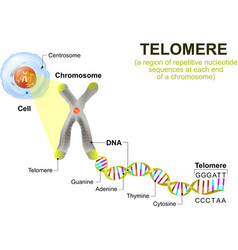 Telomere for scientific medical Royalty Free Vector Image