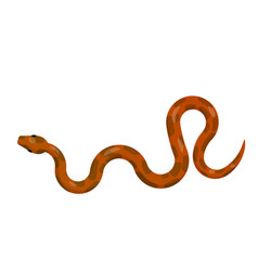 Slither red python snake top view icon Royalty Free Vector