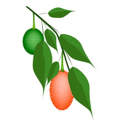 Fresh green ridged gorud on a plant Royalty Free Vector