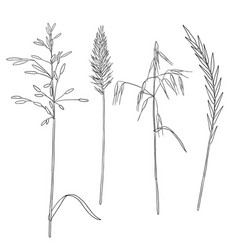 Drawing goose-grass Royalty Free Vector Image - VectorStock