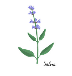 Set of salvia officinalis plant also called sage Vector Image