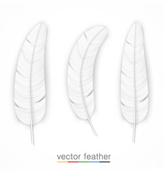 Hand drawn feathers Royalty Free Vector Image - VectorStock