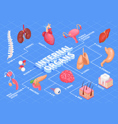 Human anatomy internal organs layout Royalty Free Vector
