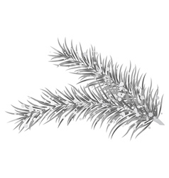 Silver fir branches Royalty Free Vector Image - VectorStock