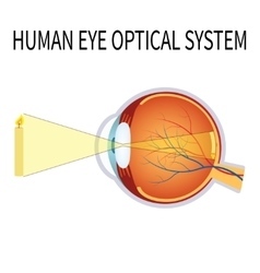 The human eye optical system Royalty Free Vector Image