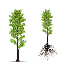 Big tree with root Royalty Free Vector Image - VectorStock