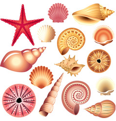 Set seashells outline Royalty Free Vector Image