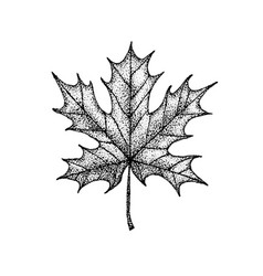Maple leaf with celtic ornament Royalty Free Vector Image