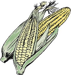 Sweet golden ripe corn Royalty Free Vector Image