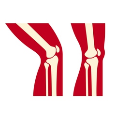 Realistic 3d detailed human knee joint anatomy Vector Image