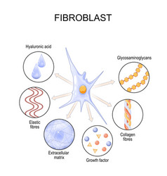 Fibroblast cell structure and anatomy Royalty Free Vector