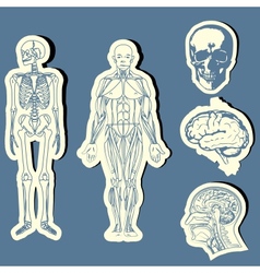 Human anatomy Royalty Free Vector Image - VectorStock
