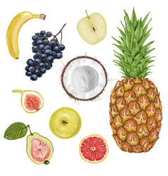 Fresh juicy fruit collection Royalty Free Vector Image