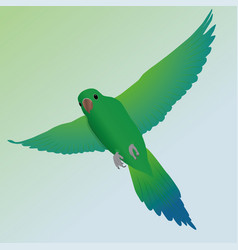 Flying parakeet Royalty Free Vector Image - VectorStock